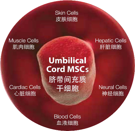 CitiDirect International - Mesenchymal Stem Cells (MSCs) Treatment